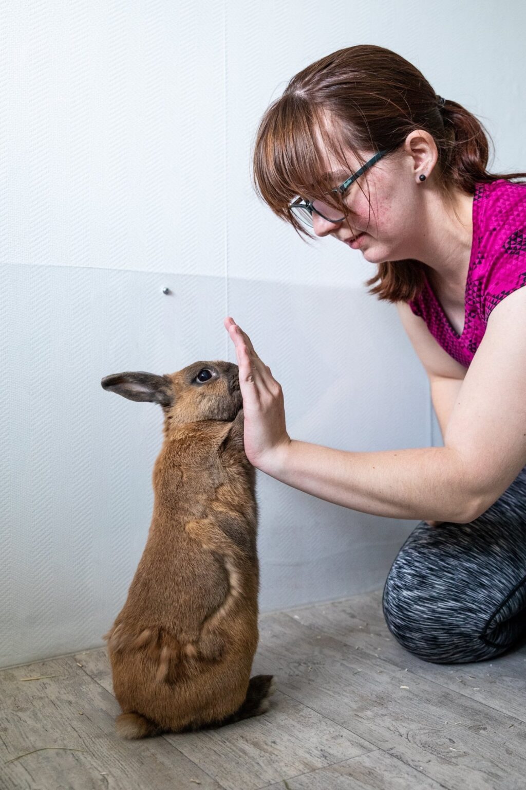 The Rabbit Trainer – Konijnenadvies & training