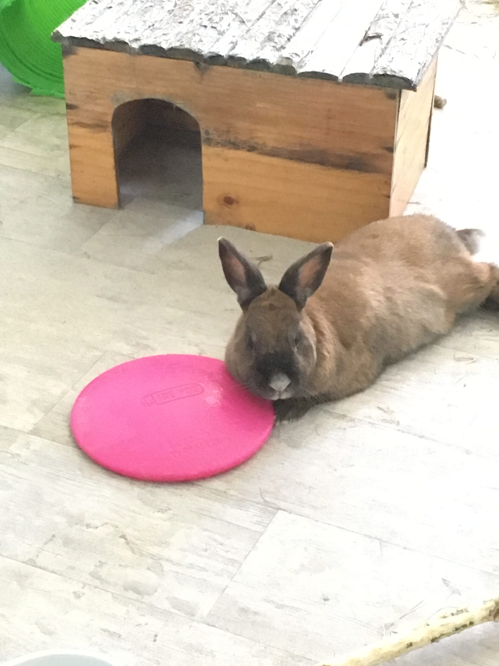 The Rabbit Trainer – Konijnenadvies & training